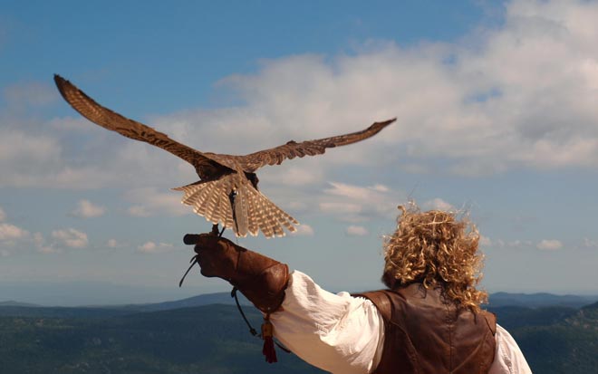 Initiation à la fauconnerie - Koifaire