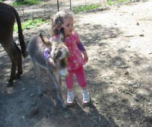 Association Beau Nez D Ane Gigean (34770) - Avis et Coordonnées